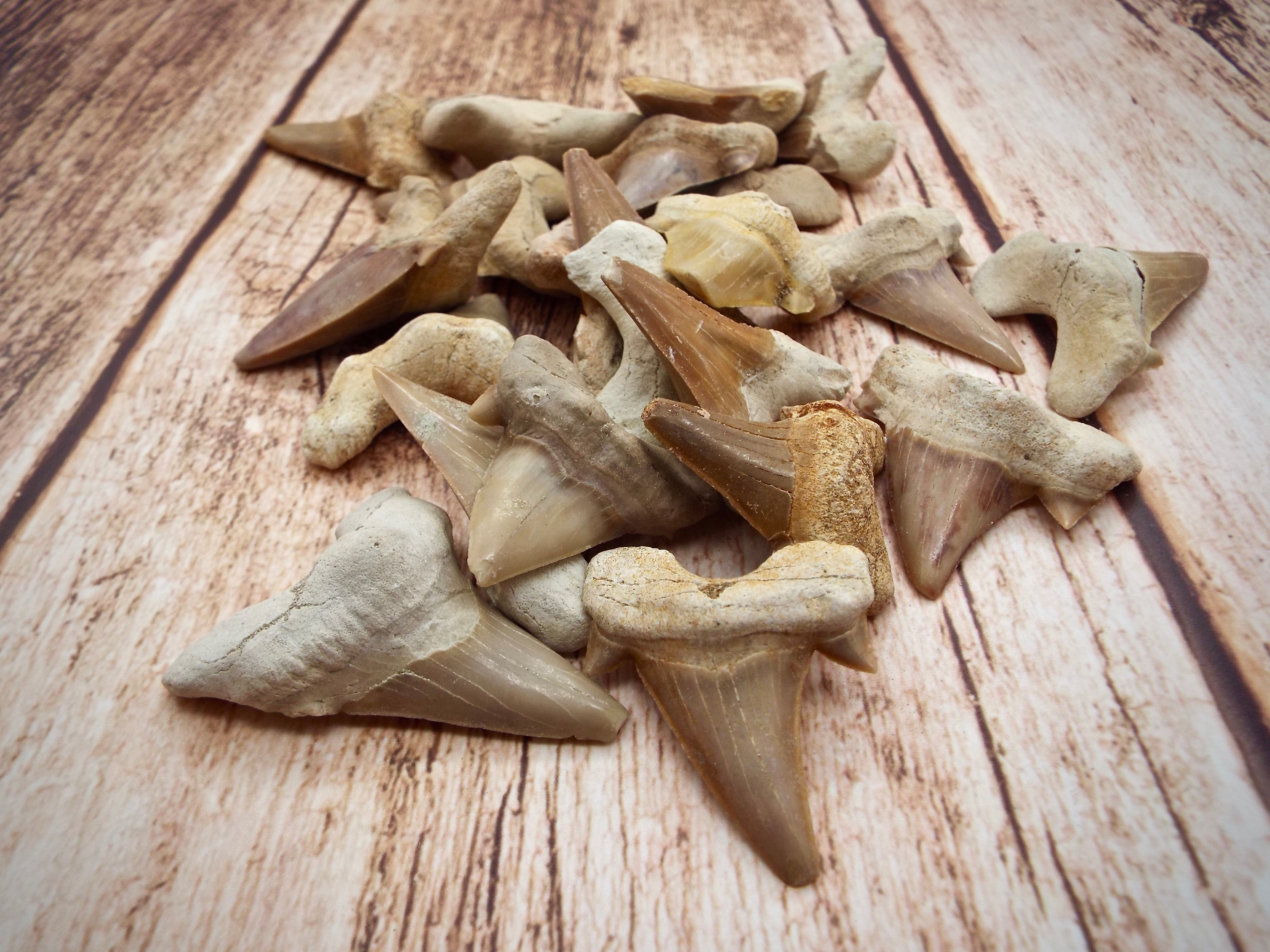 Shark teeth – Stoneage Natural Rocks